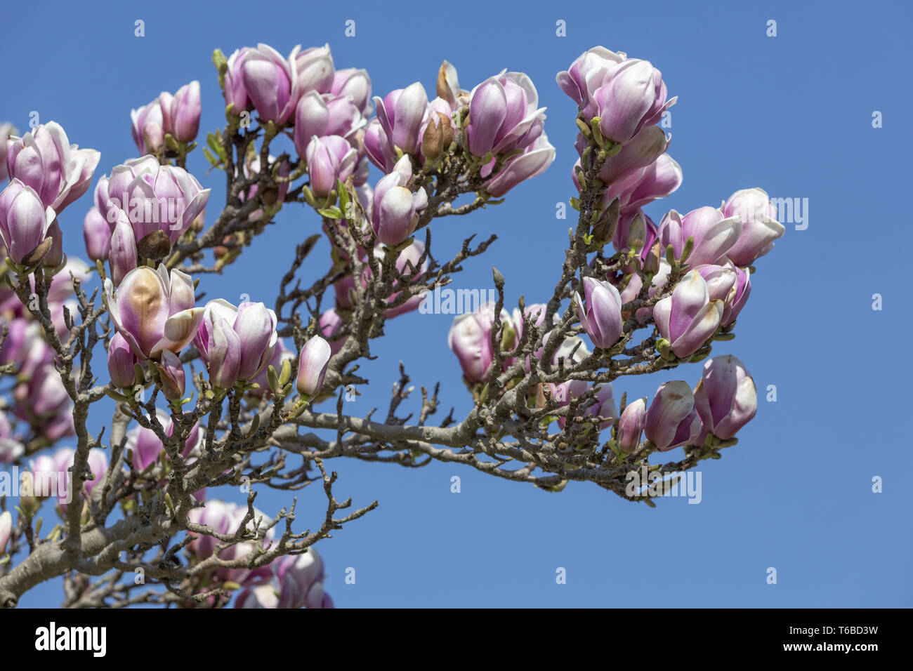 magnolia, genus Magnolia Stock Photo - Alamy
