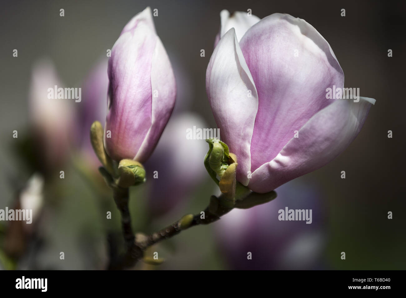 magnolia, genus Magnolia Stock Photo - Alamy