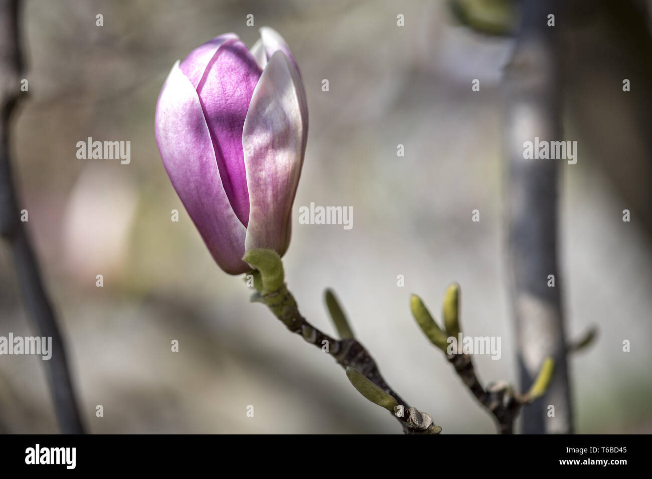 magnolia, genus Magnolia Stock Photo - Alamy