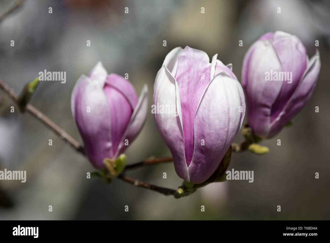 magnolia, genus Magnolia Stock Photo - Alamy