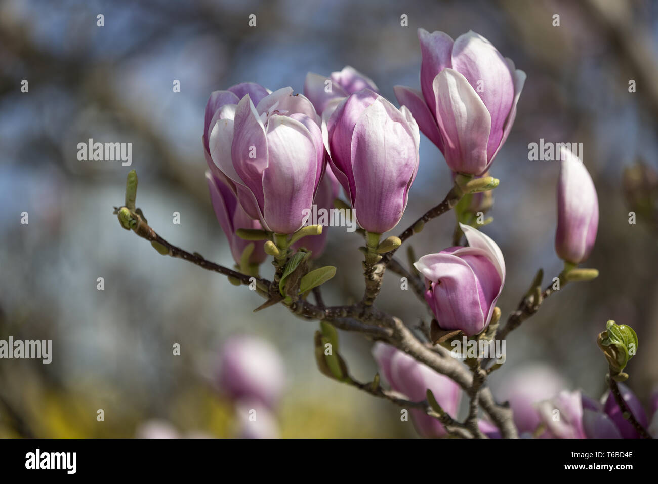 magnolia, genus Magnolia Stock Photo - Alamy