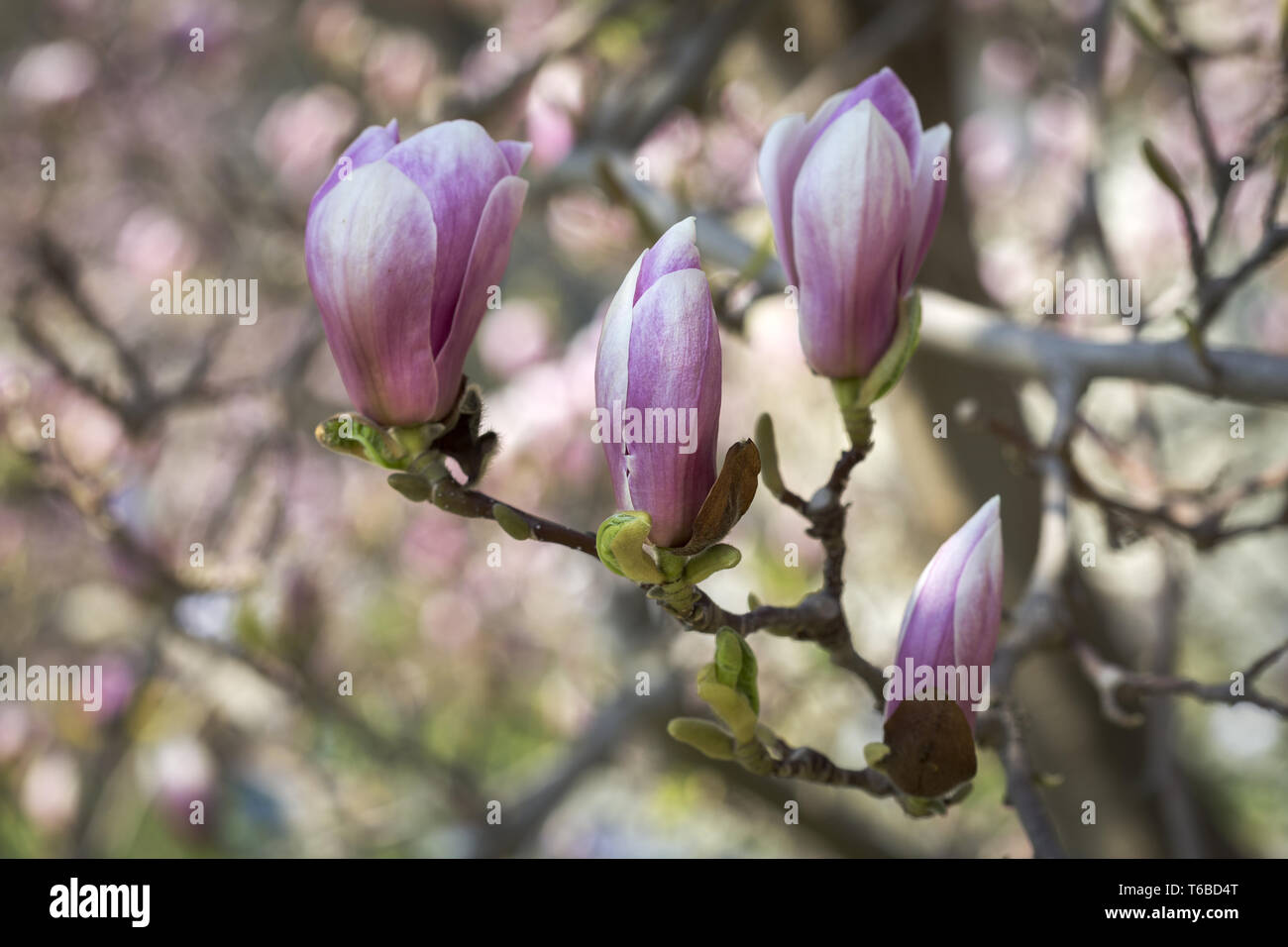 magnolia, genus Magnolia Stock Photo - Alamy