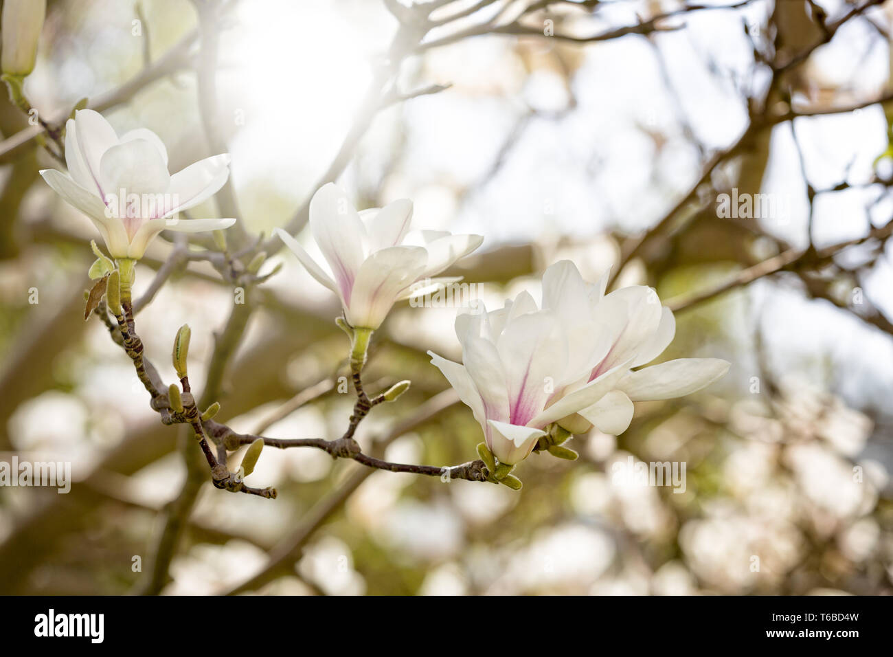 magnolia, genus Magnolia Stock Photo - Alamy