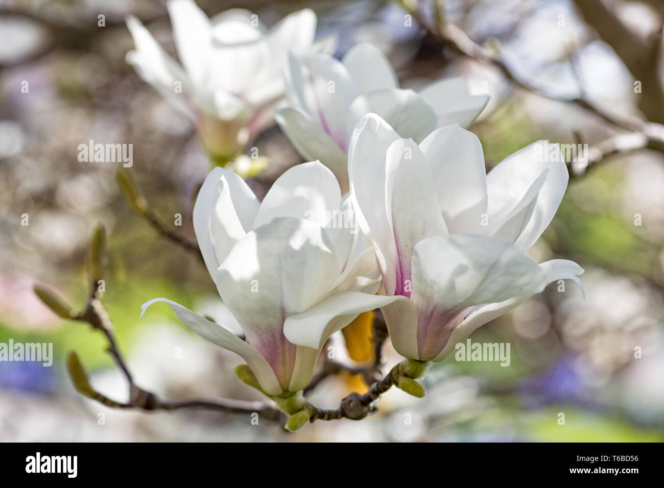 magnolia, genus Magnolia Stock Photo - Alamy