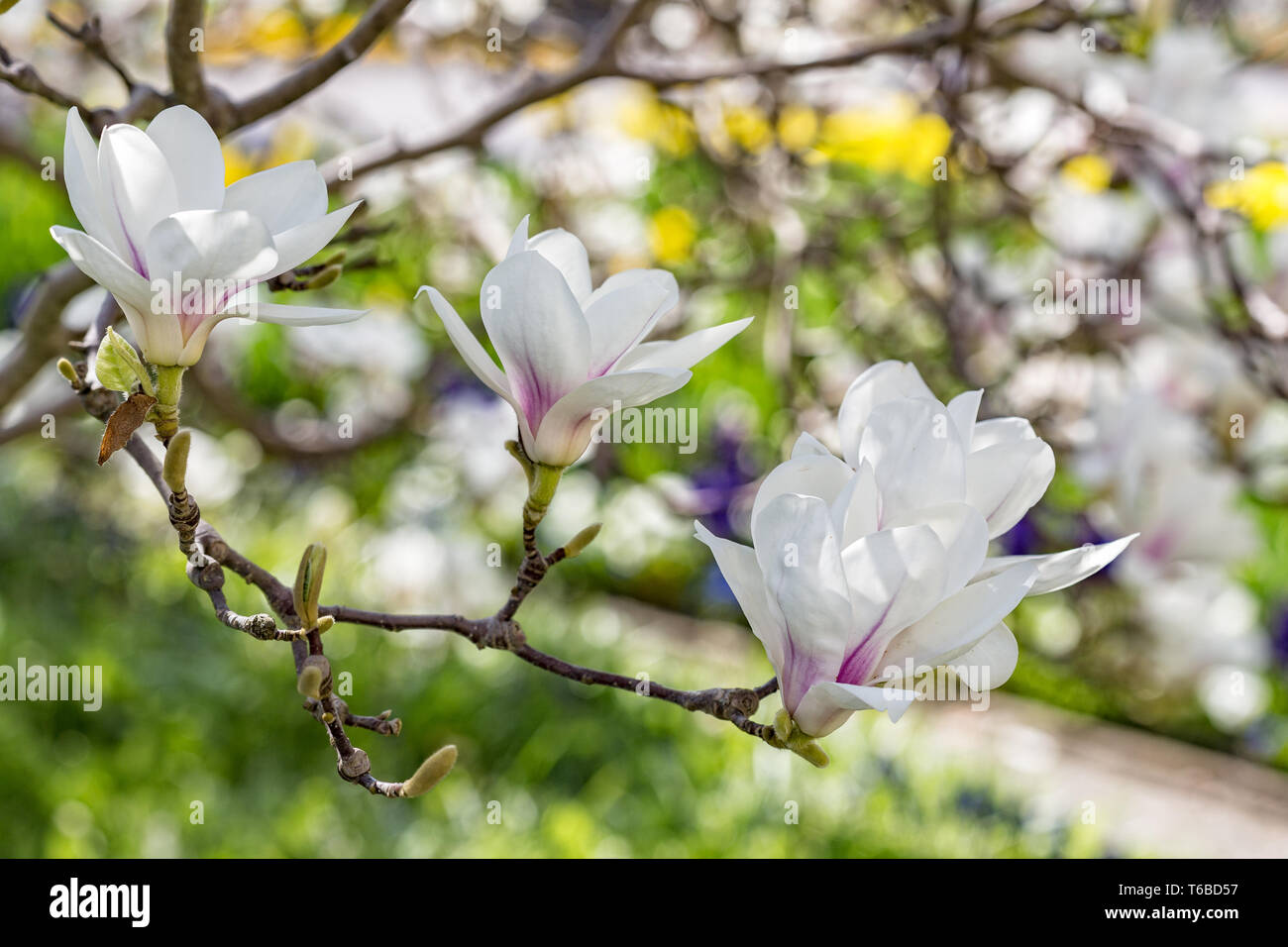 magnolia, genus Magnolia Stock Photo - Alamy