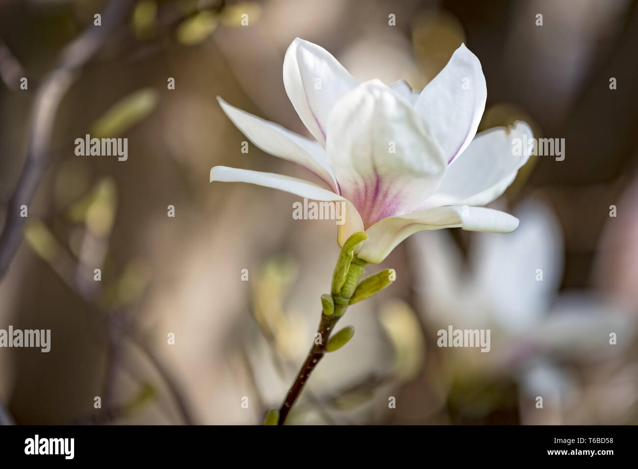 magnolia, genus Magnolia Stock Photo - Alamy