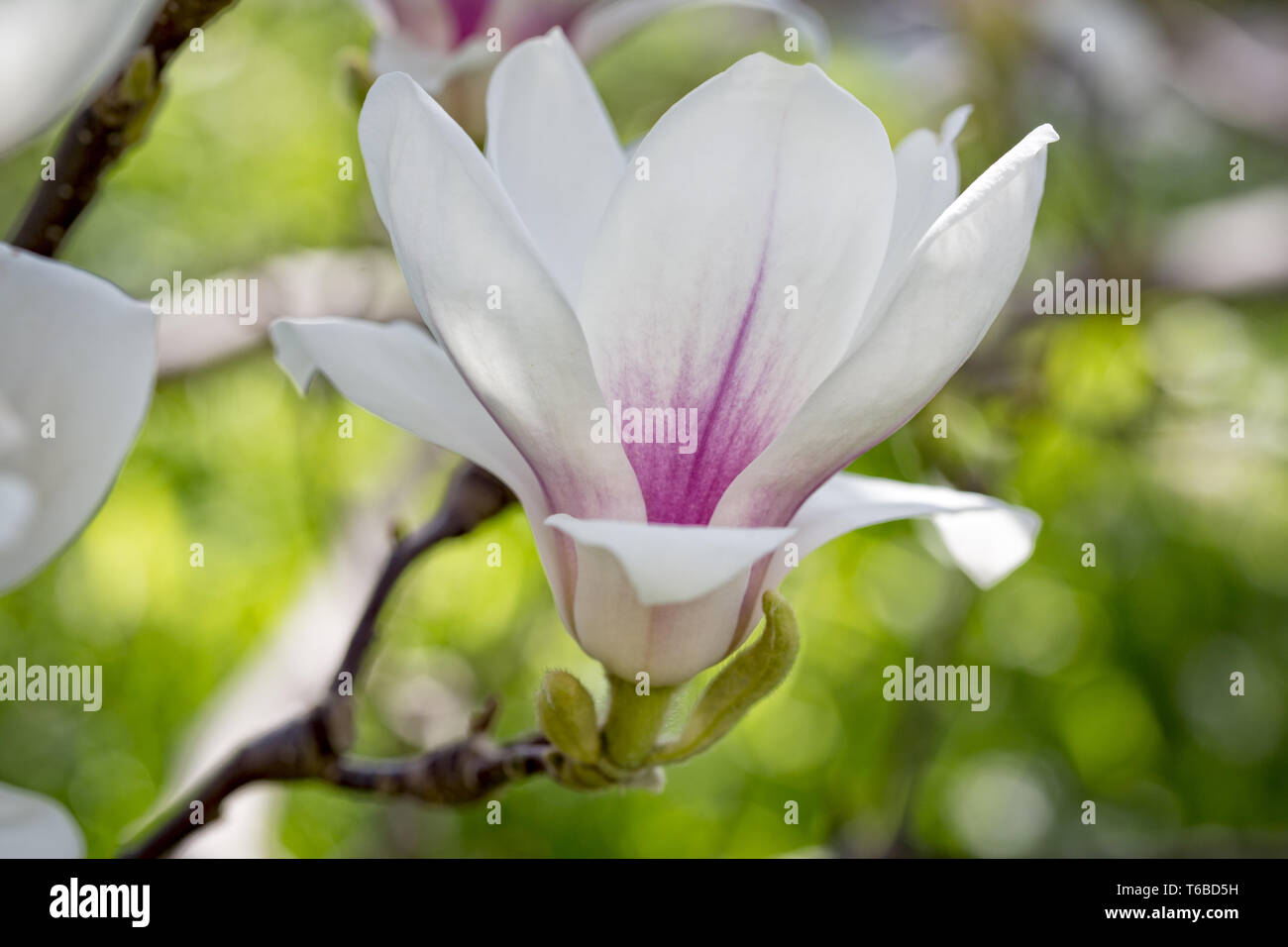 magnolia, genus Magnolia Stock Photo - Alamy