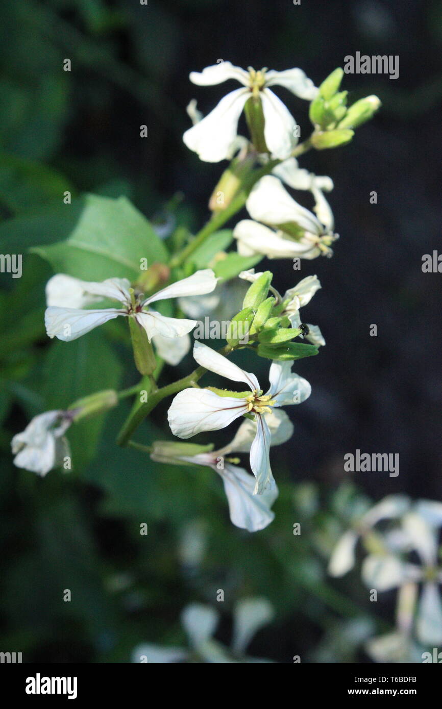 Blood purifying hi-res stock photography and images - Alamy