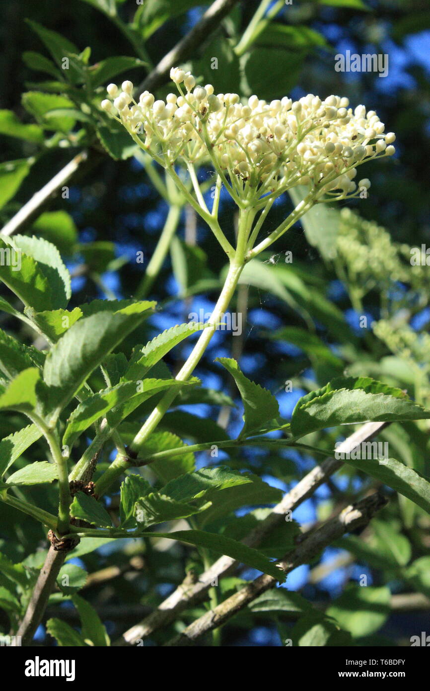 Hollunder hi-res stock photography and images - Alamy