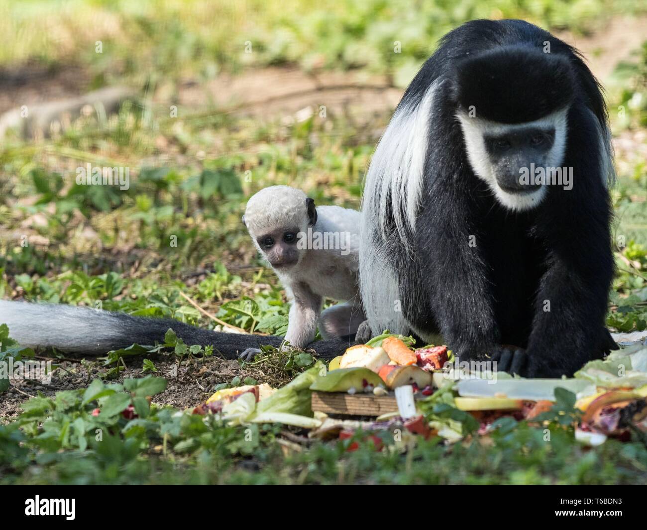 Mantled guereza (Colobus guereza) on ground where food, fruits and ...