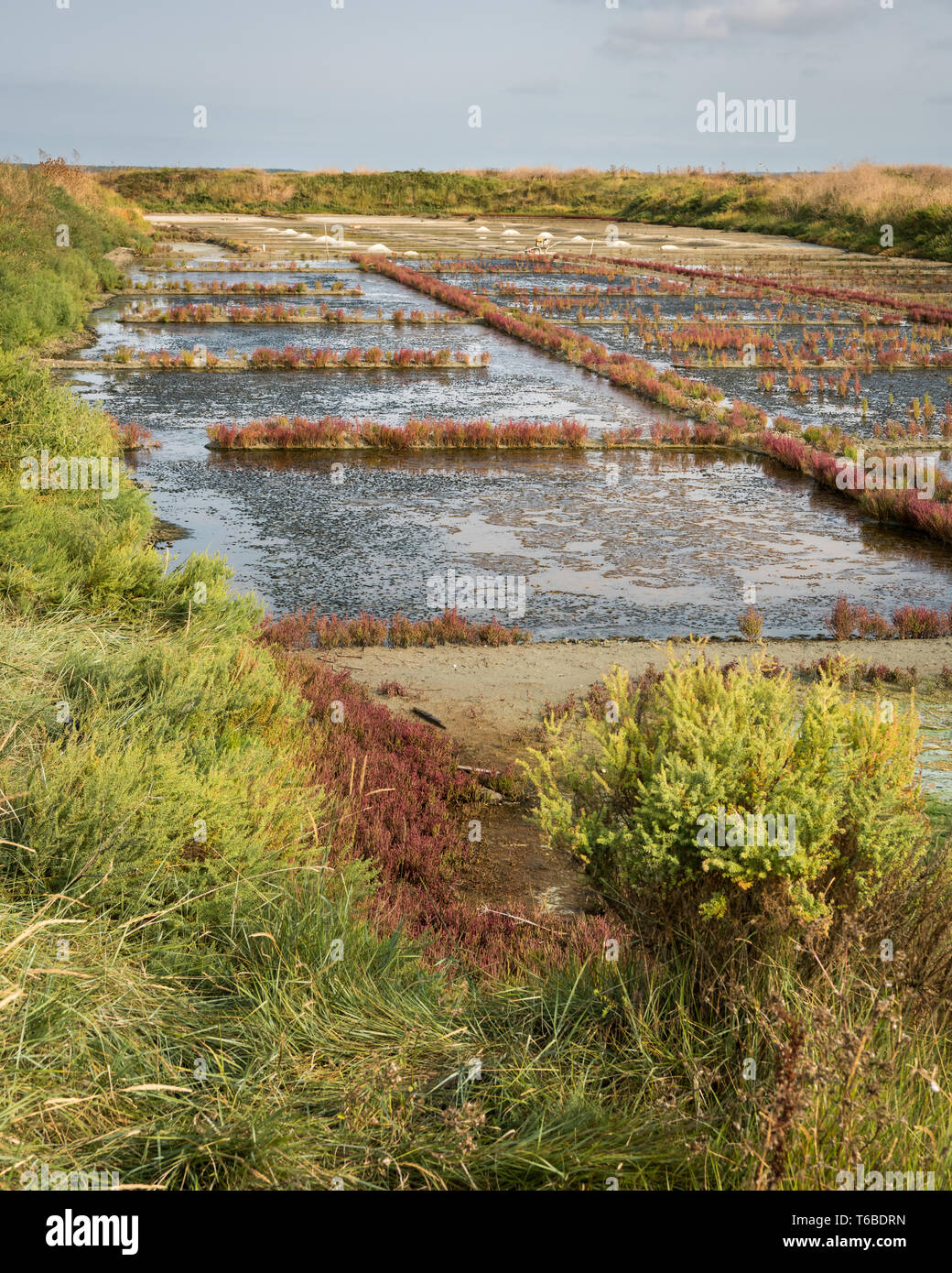 Salt marshes hi-res stock photography and images - Alamy