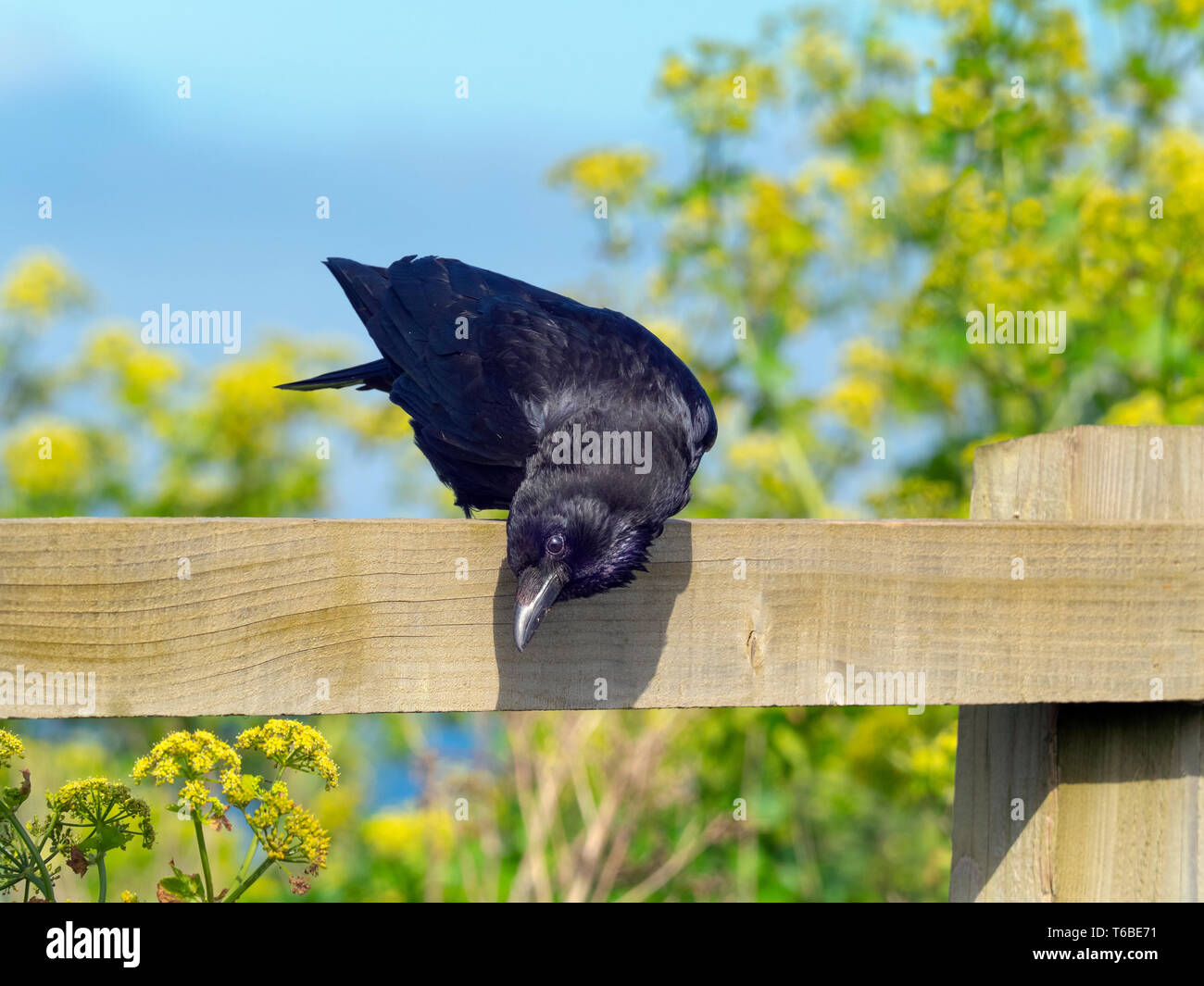 Large family portrait black hi-res stock photography and images - Alamy