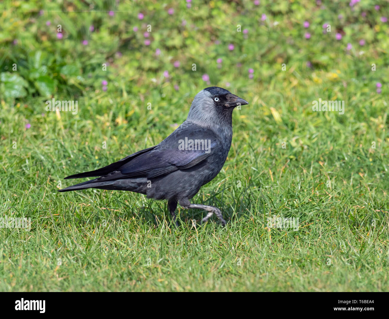 Jackdaw tree nest hi-res stock photography and images - Alamy