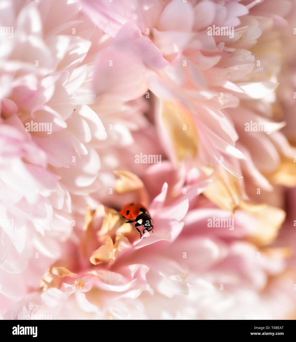Lady bird macro hi-res stock photography and images - Alamy