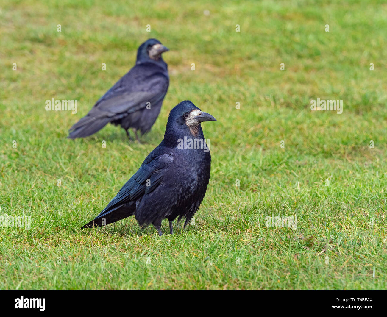 Rook with open beak hi-res stock photography and images - Alamy