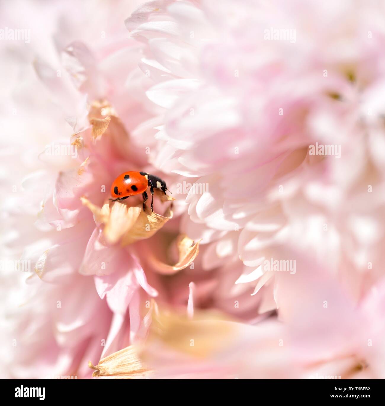 Ladybird sitting hi-res stock photography and images - Alamy