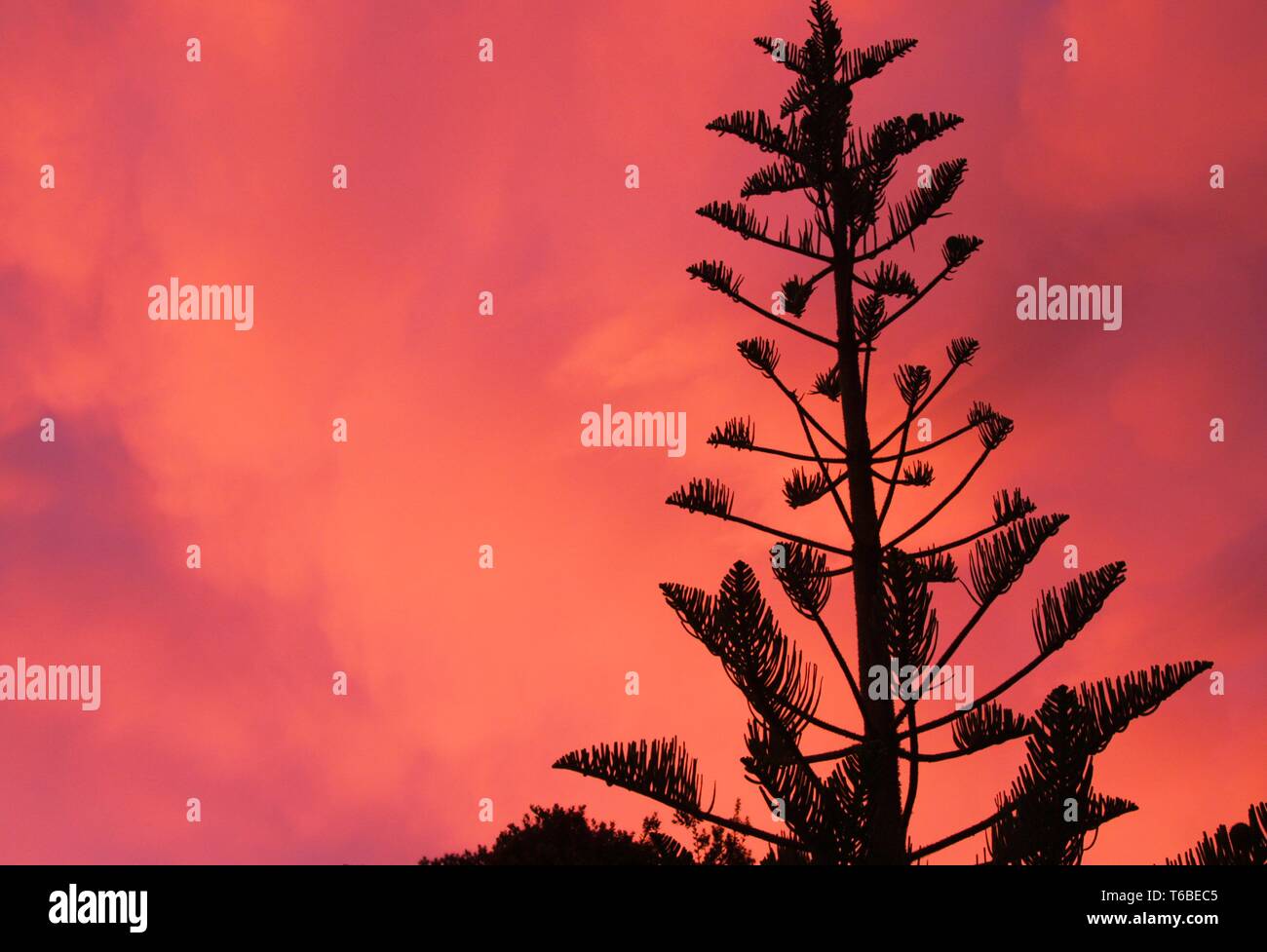 Sunset pine trees silhouette hi-res stock photography and images - Alamy
