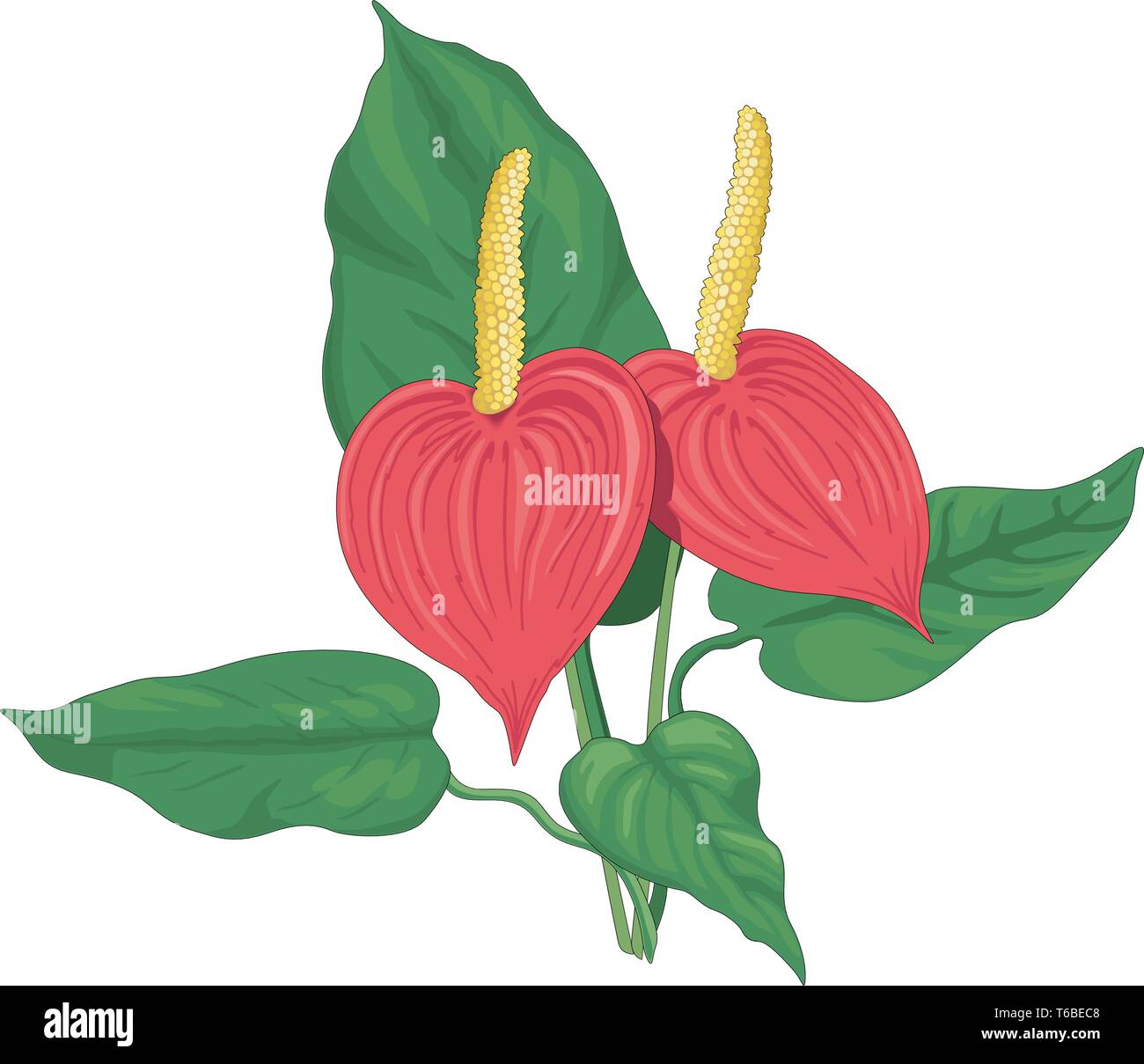 Anthurium Vector Illustration Stock Vector Image & Art - Alamy