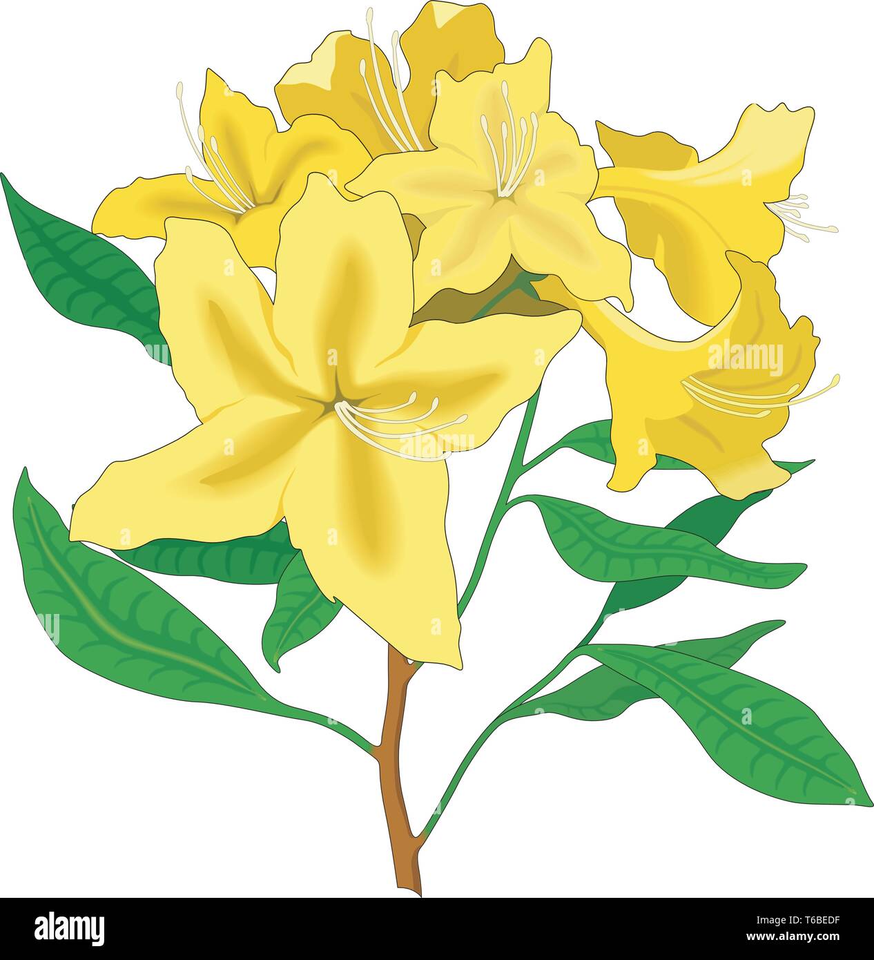 Yellow azalea shrub Stock Vector Images - Alamy