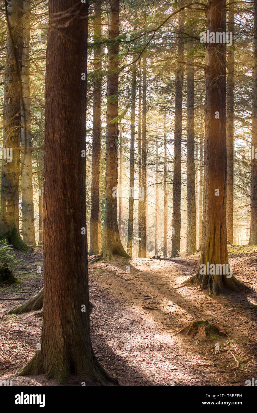 Forest lit by golden light Stock Photo - Alamy
