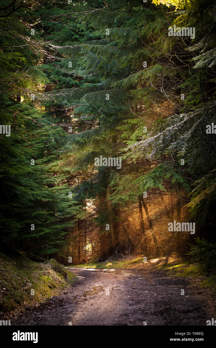 Forest lit by golden light Stock Photo - Alamy