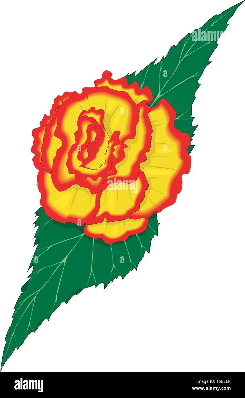 Begonia Vector Illustration Stock Vector Image & Art - Alamy