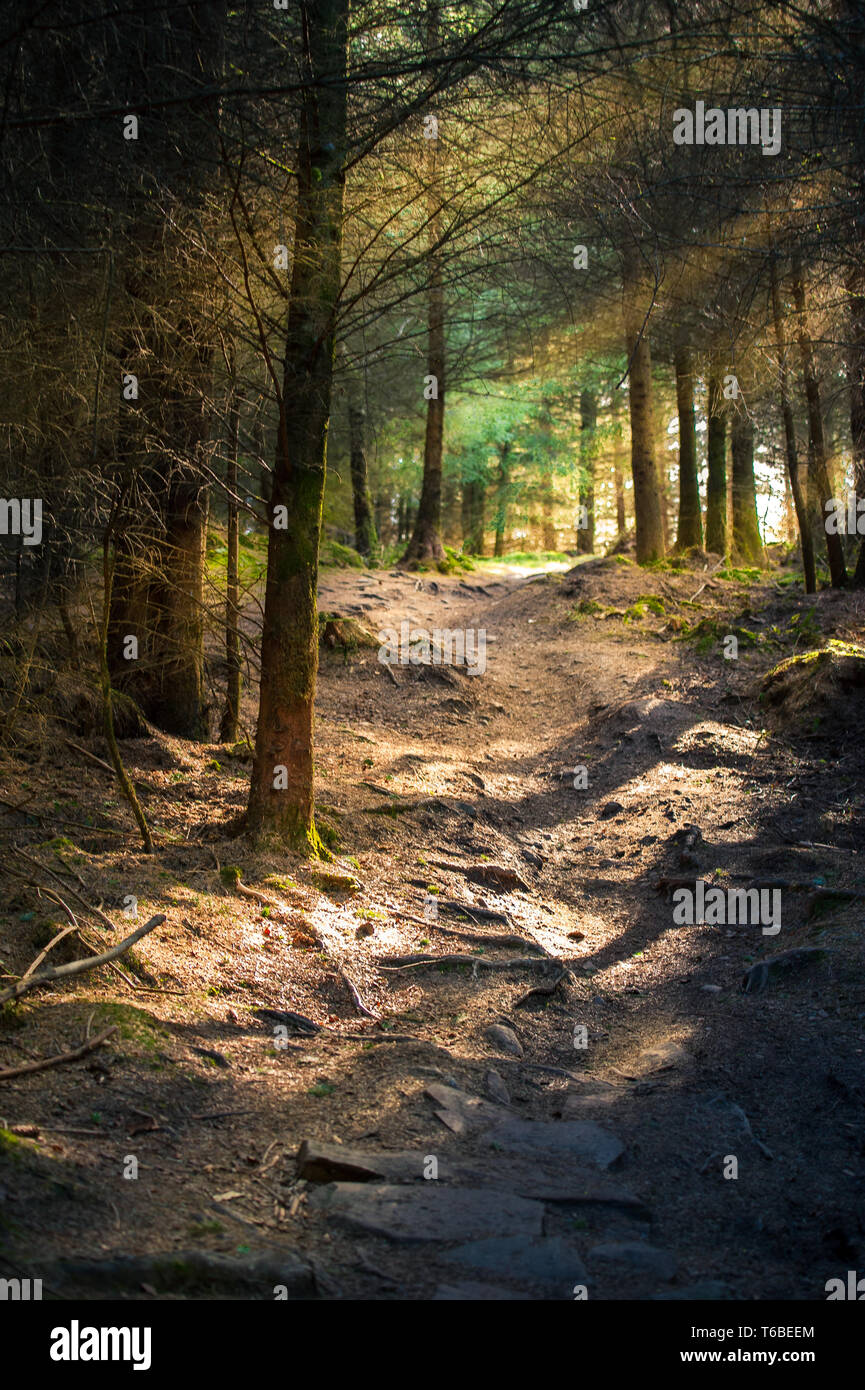 Forest lit by golden light Stock Photo - Alamy