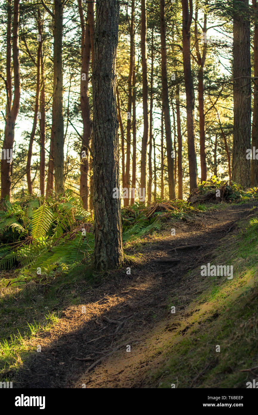 Forest lit by golden light Stock Photo - Alamy