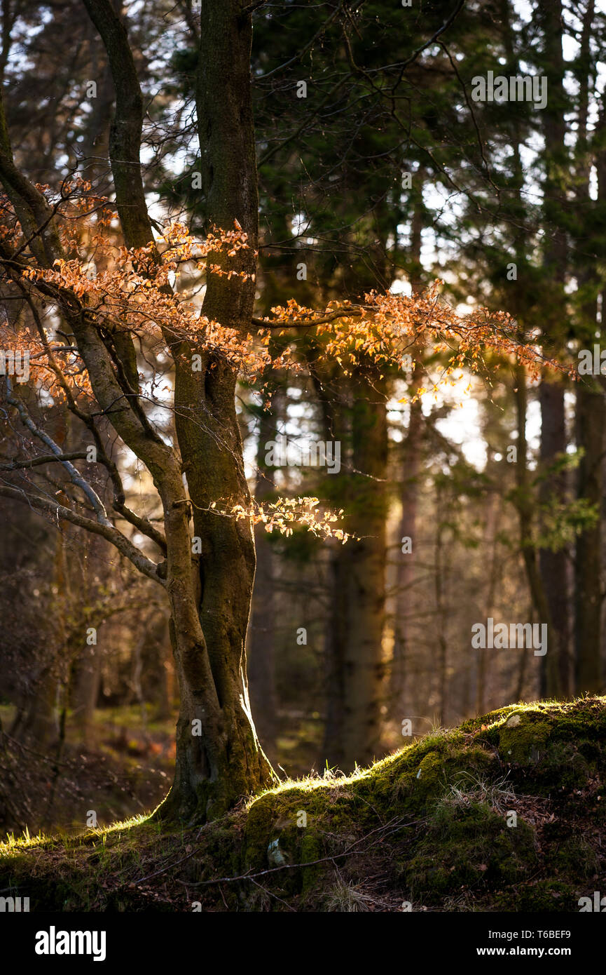 Forest lit by golden light Stock Photo - Alamy