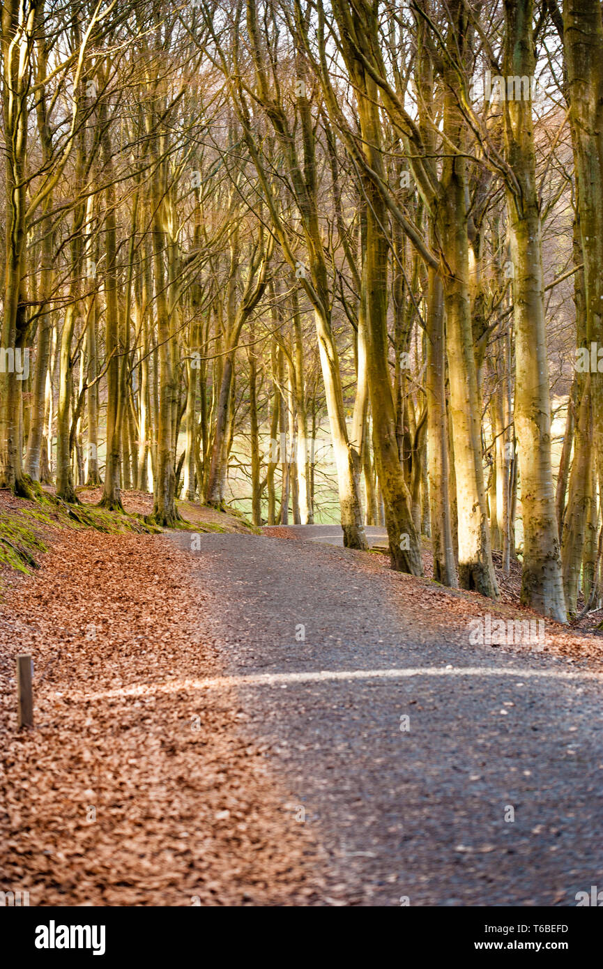 Forest lit by golden light Stock Photo - Alamy