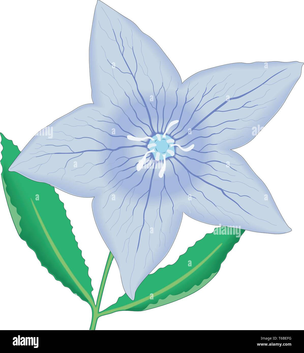 Balloon Flower Vector Illustration Stock Vector Image & Art - Alamy