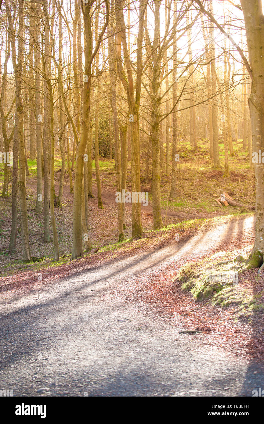 Forest lit by golden light Stock Photo - Alamy