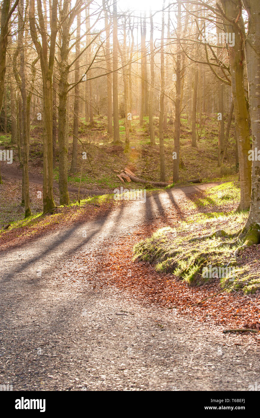 Forest lit by golden light Stock Photo - Alamy