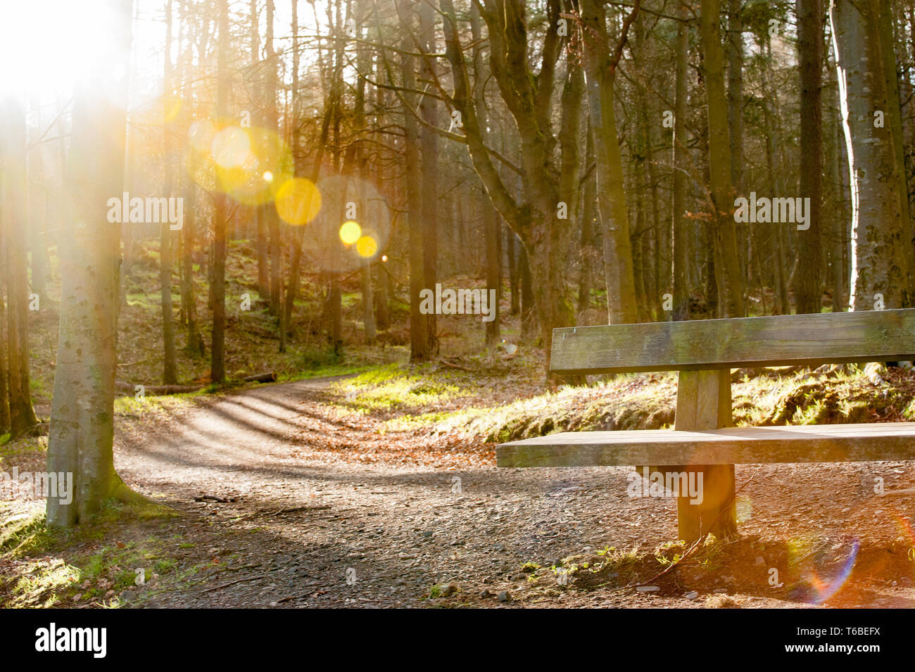 Forest lit by golden light Stock Photo - Alamy