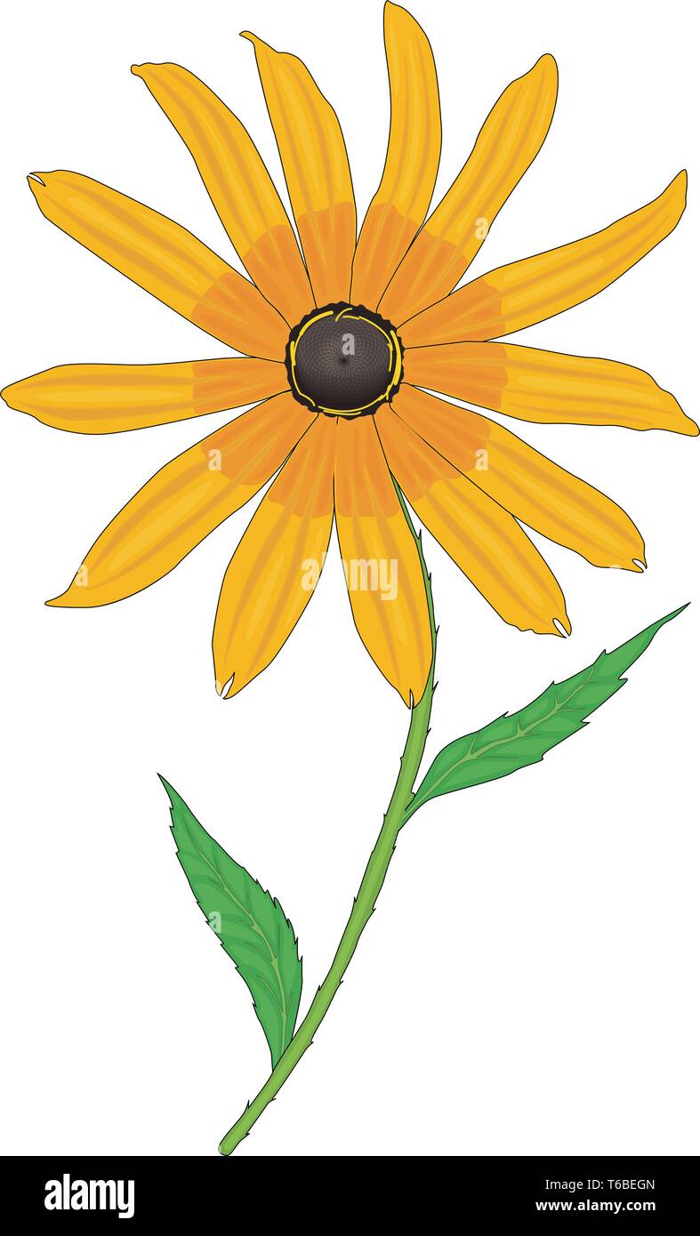 Black Eyed Susan Flower Drawings
