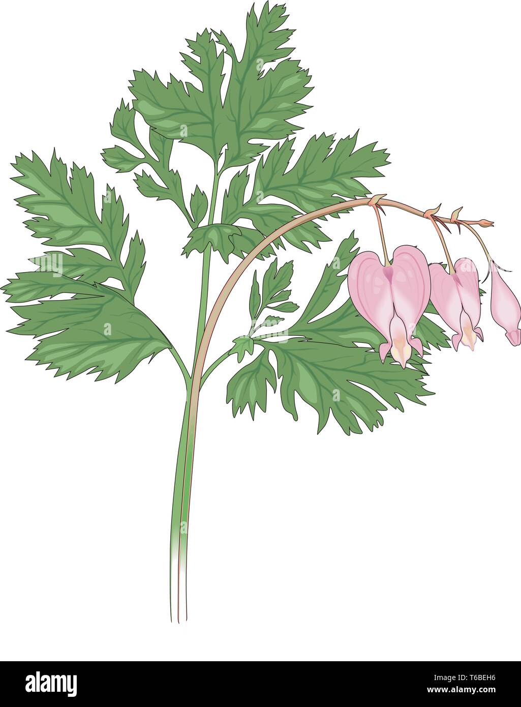 Bleeding Heart Vector Illustration Stock Vector Image & Art - Alamy