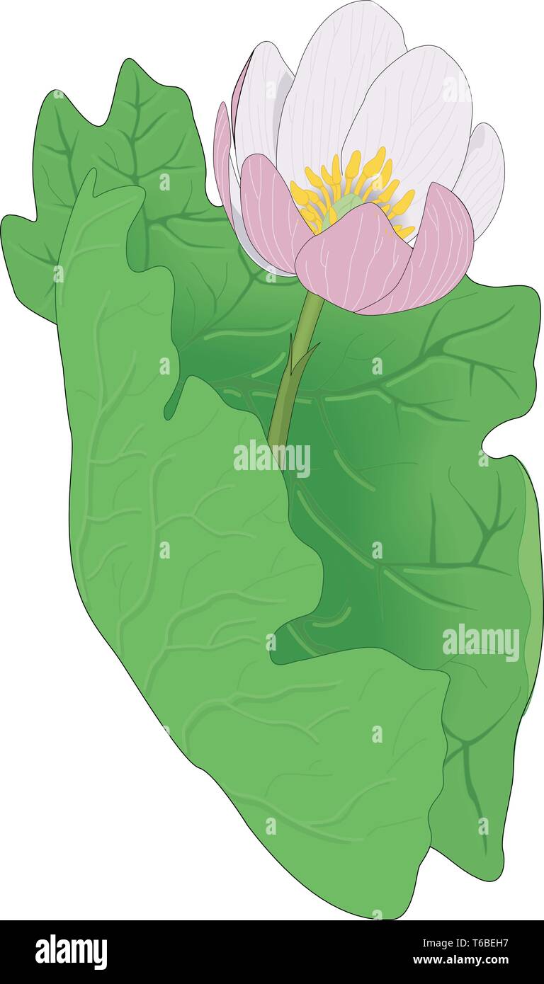 Bloodroot Vector Illustration Stock Vector Image & Art - Alamy