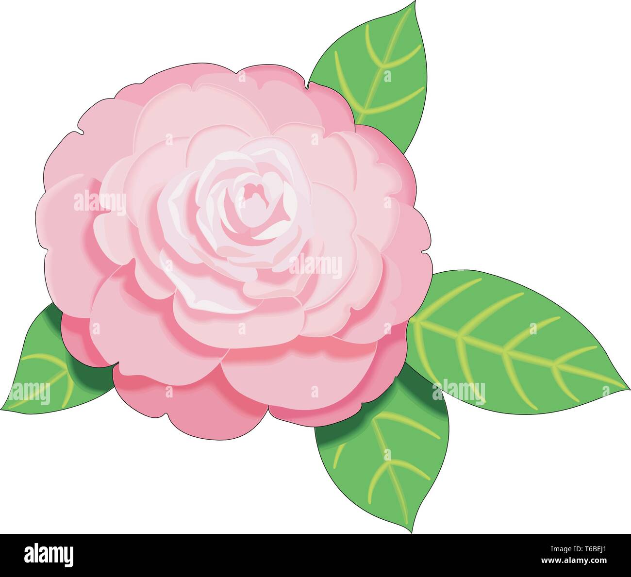 Camelia plant Stock Vector Images - Alamy