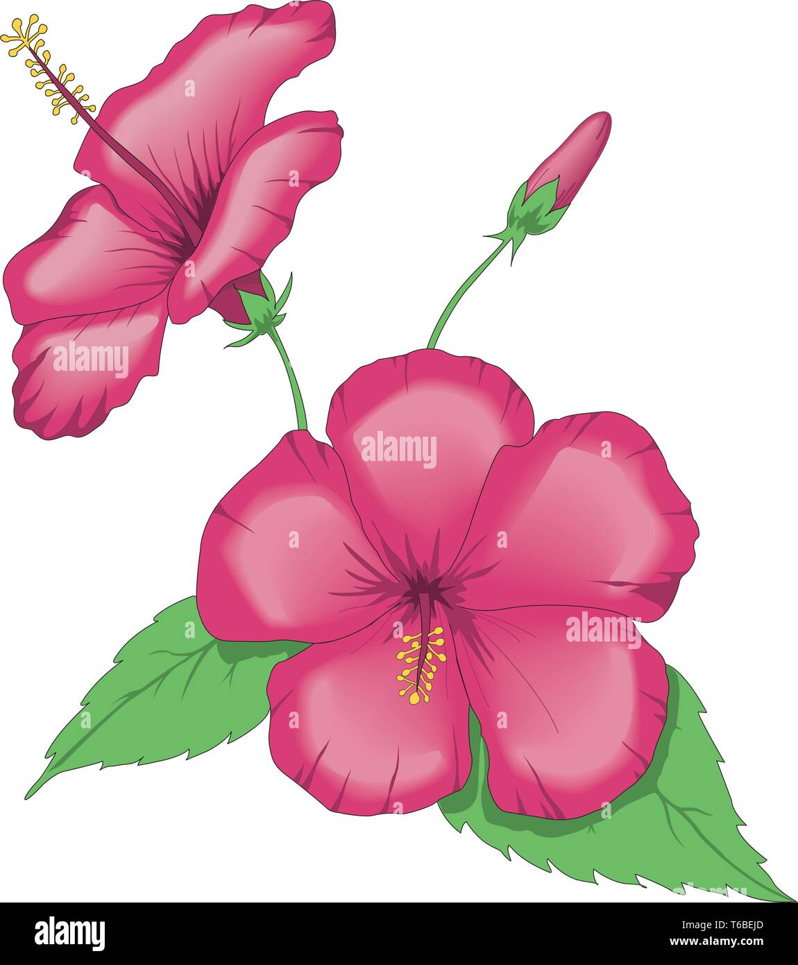China Rose Vector Illustration Stock Vector Image & Art - Alamy