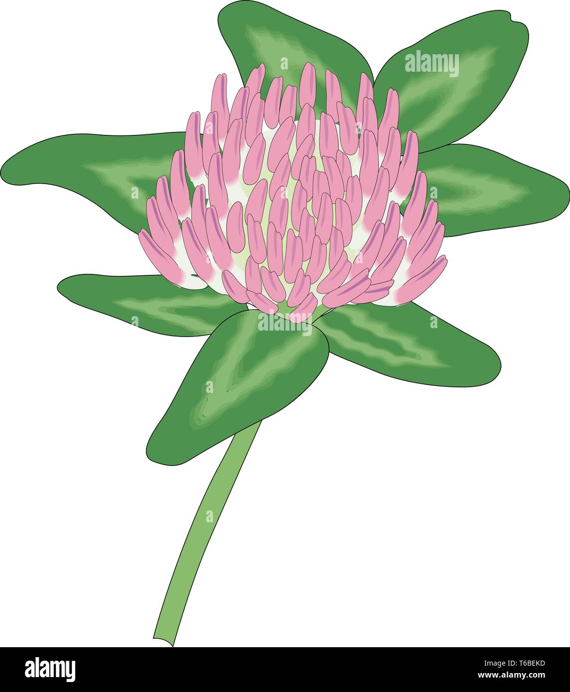 Red clover illustration hi-res stock photography and images - Alamy