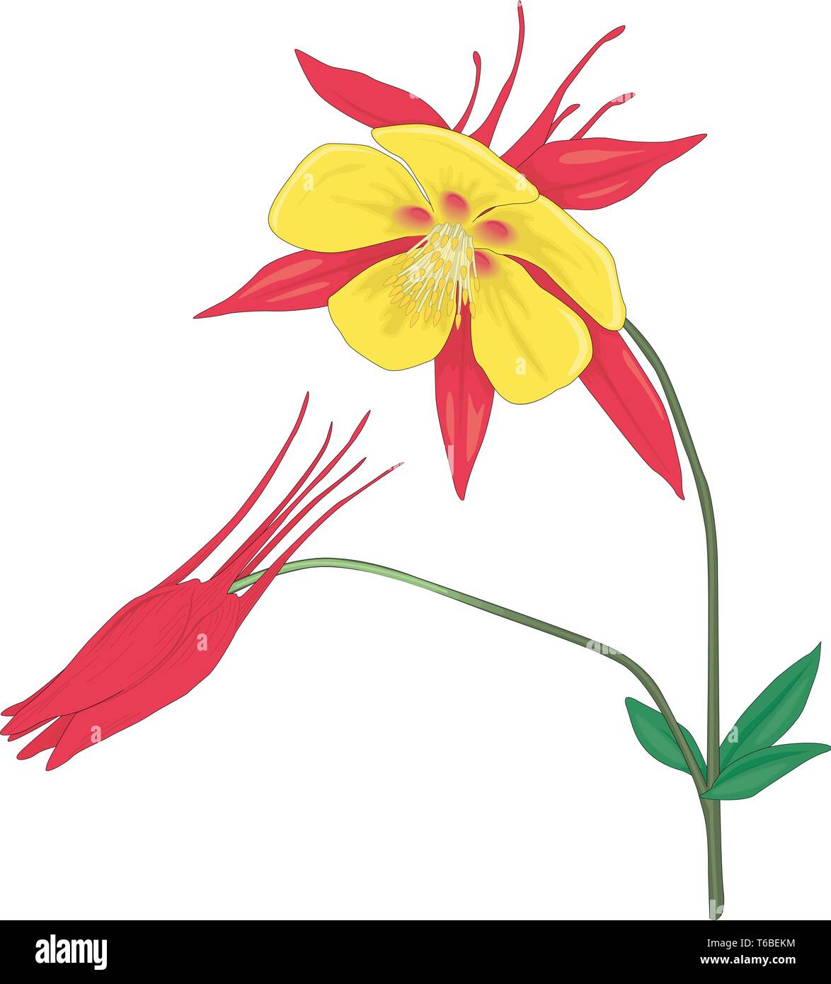 Columbine Vector Illustration Stock Vector Image & Art - Alamy