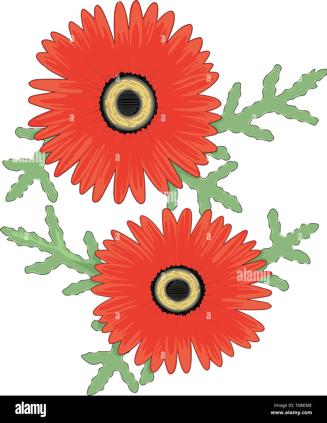 African Daisy Vector Illustration Stock Vector Image & Art - Alamy