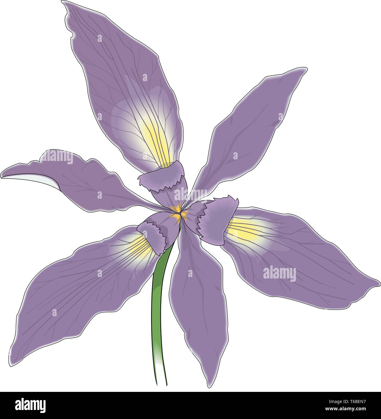 Douglas vector Stock Vector Images - Alamy