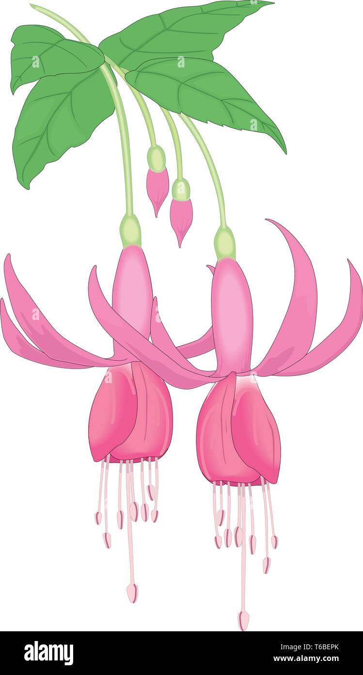Fuchsia Vector Illustration Stock Vector Image & Art - Alamy