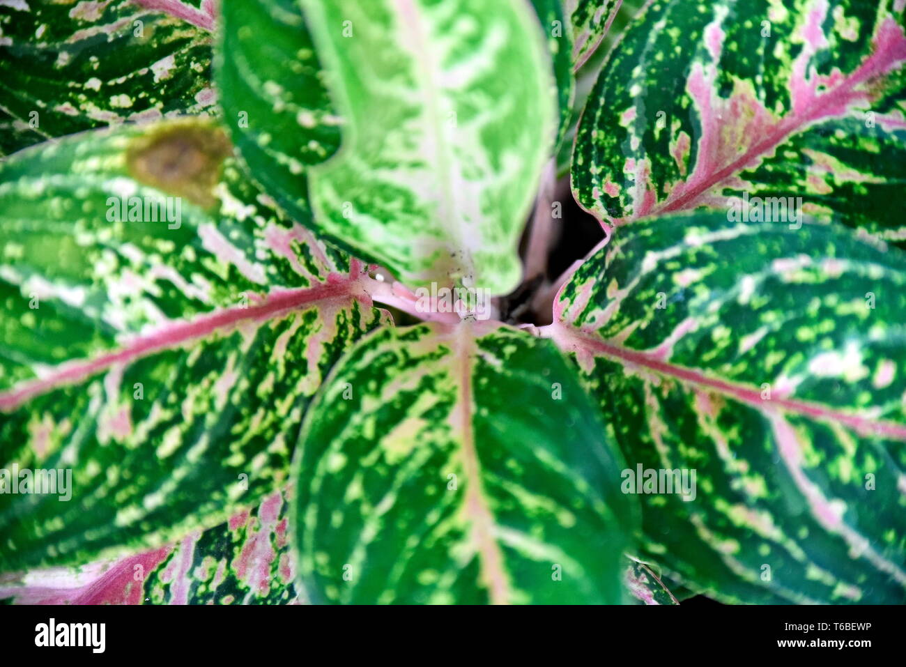 Close-up tropical green plants in the Philippines Stock Photo - Alamy