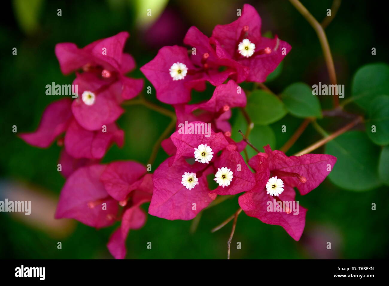 Close-up tropical green plants in the Philippines Stock Photo - Alamy