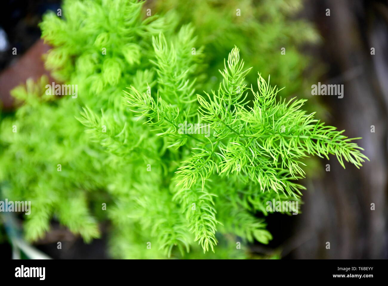 Close-up tropical green plants in the Philippines Stock Photo - Alamy