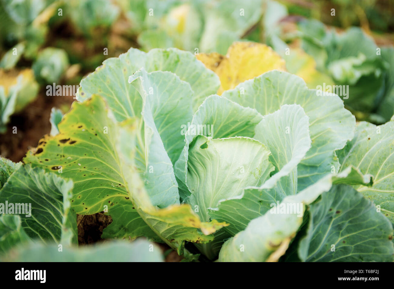 Cabbage of dries leaves in farm with the sunlight Stock Photo - Alamy