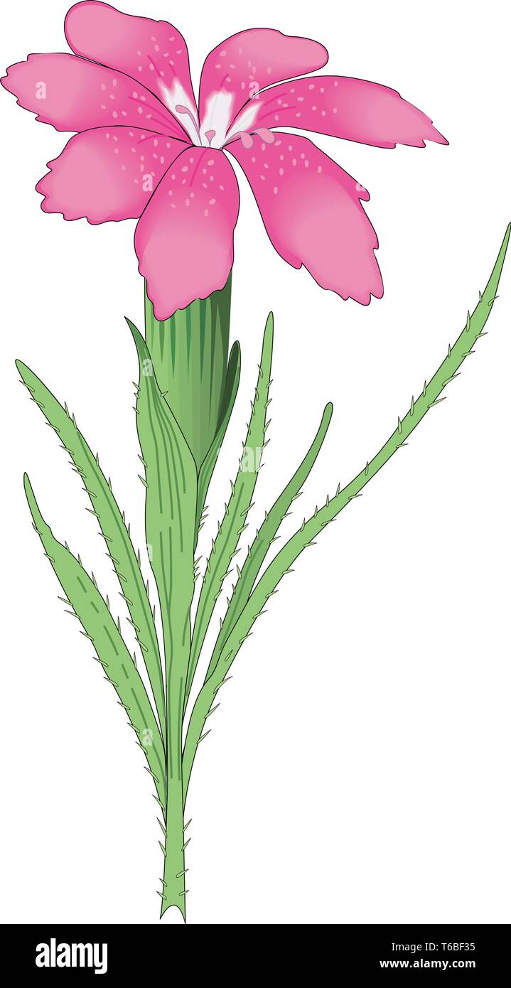 Grass Pink Vector Illustration Stock Vector Image & Art - Alamy