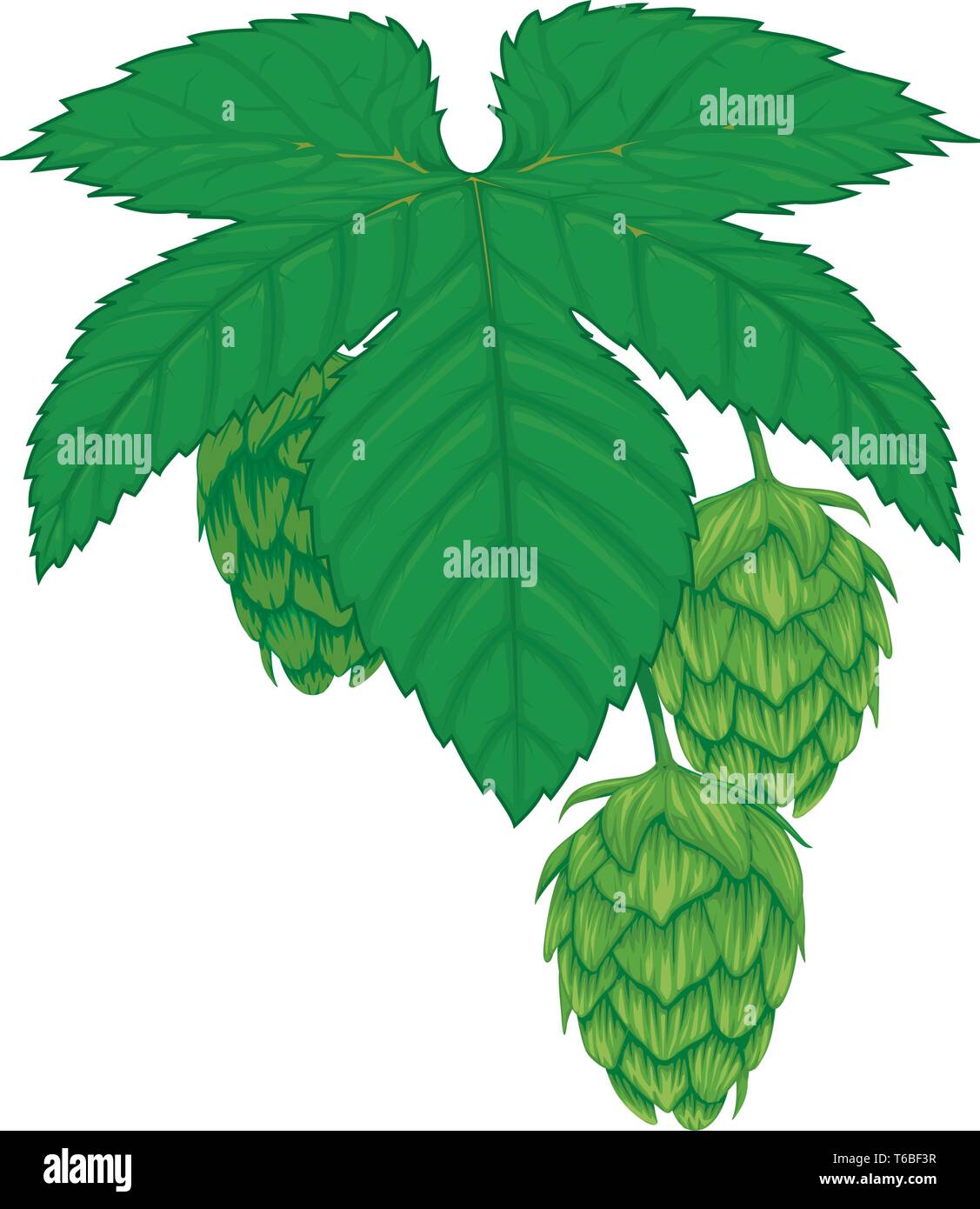 Hops Vector Illustration Stock Vector Image & Art - Alamy